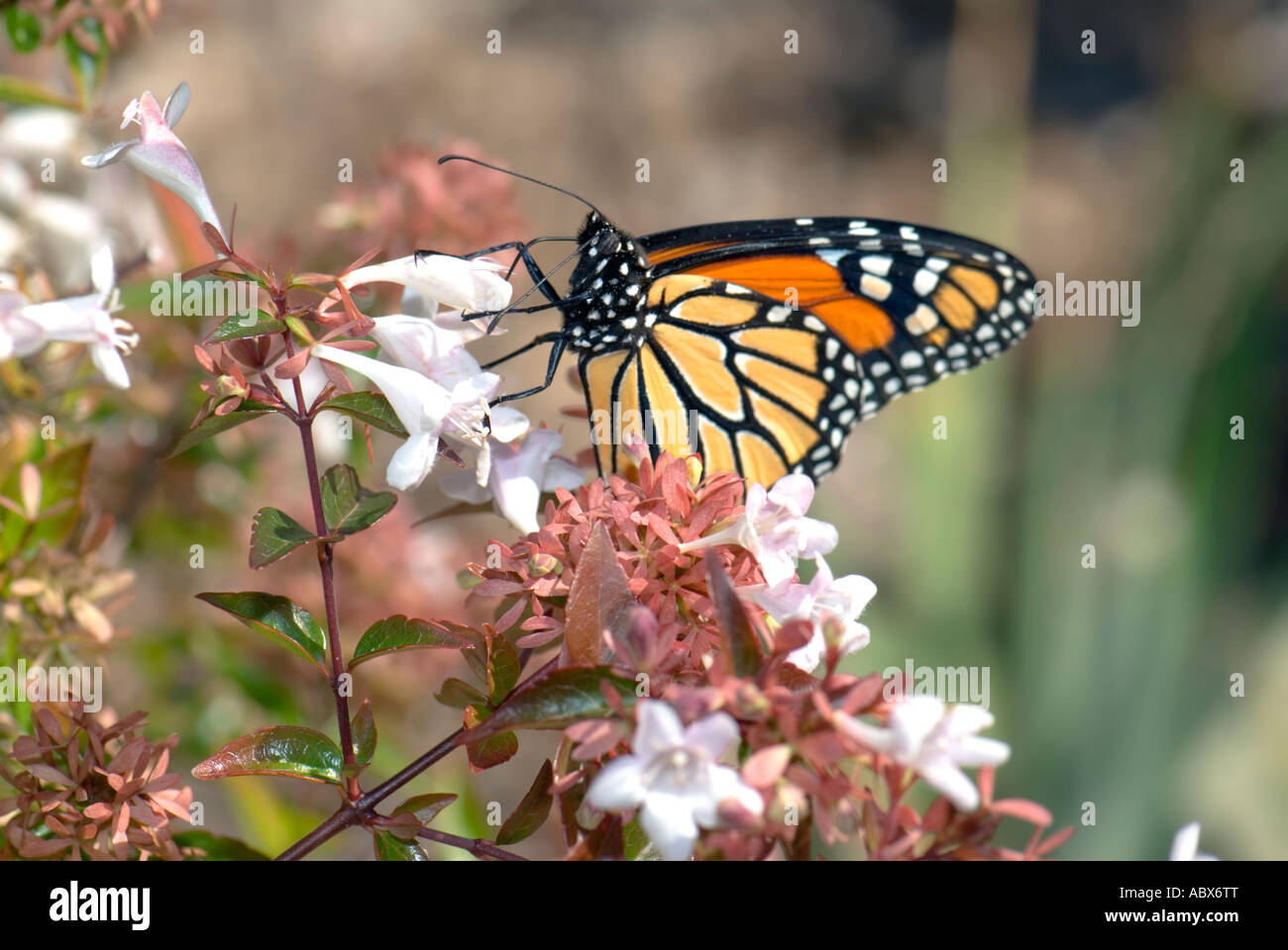 Female Monarch Butterfly (Danaus plexippus) on Glossy Abelia. Oklahoma ...