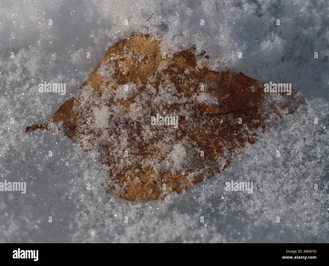 Snow covered leaf Stock Photo - Alamy