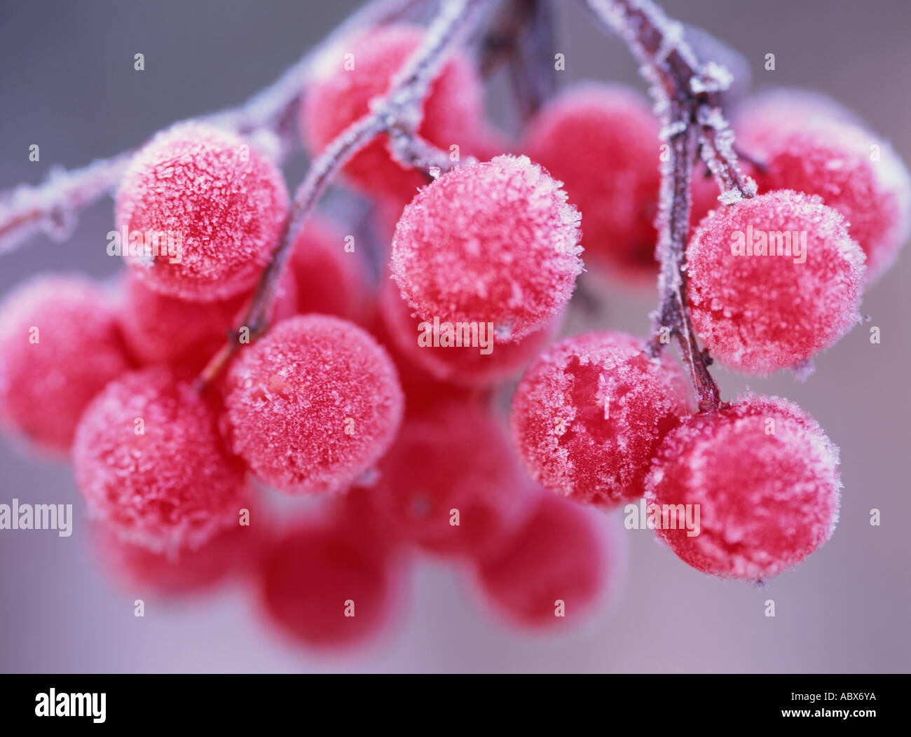 Frost covered red berry Stock Photo - Alamy
