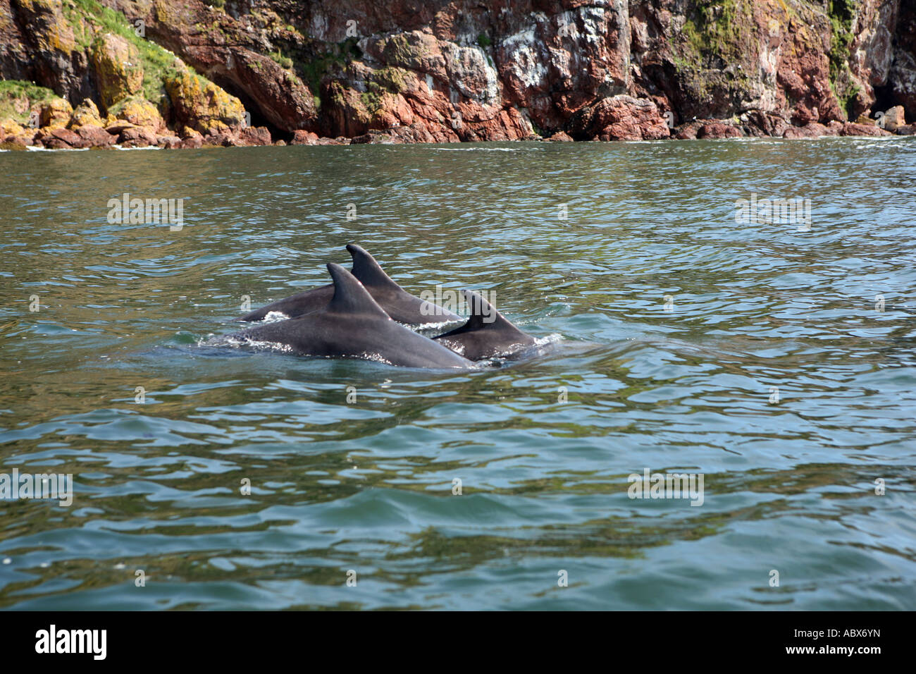 Bottlenose dolphins, Moray Firth, Scotland Stock Photo - Alamy