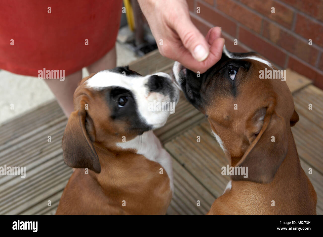 Brother and sister boxer dogs hi-res stock photography and images - Alamy