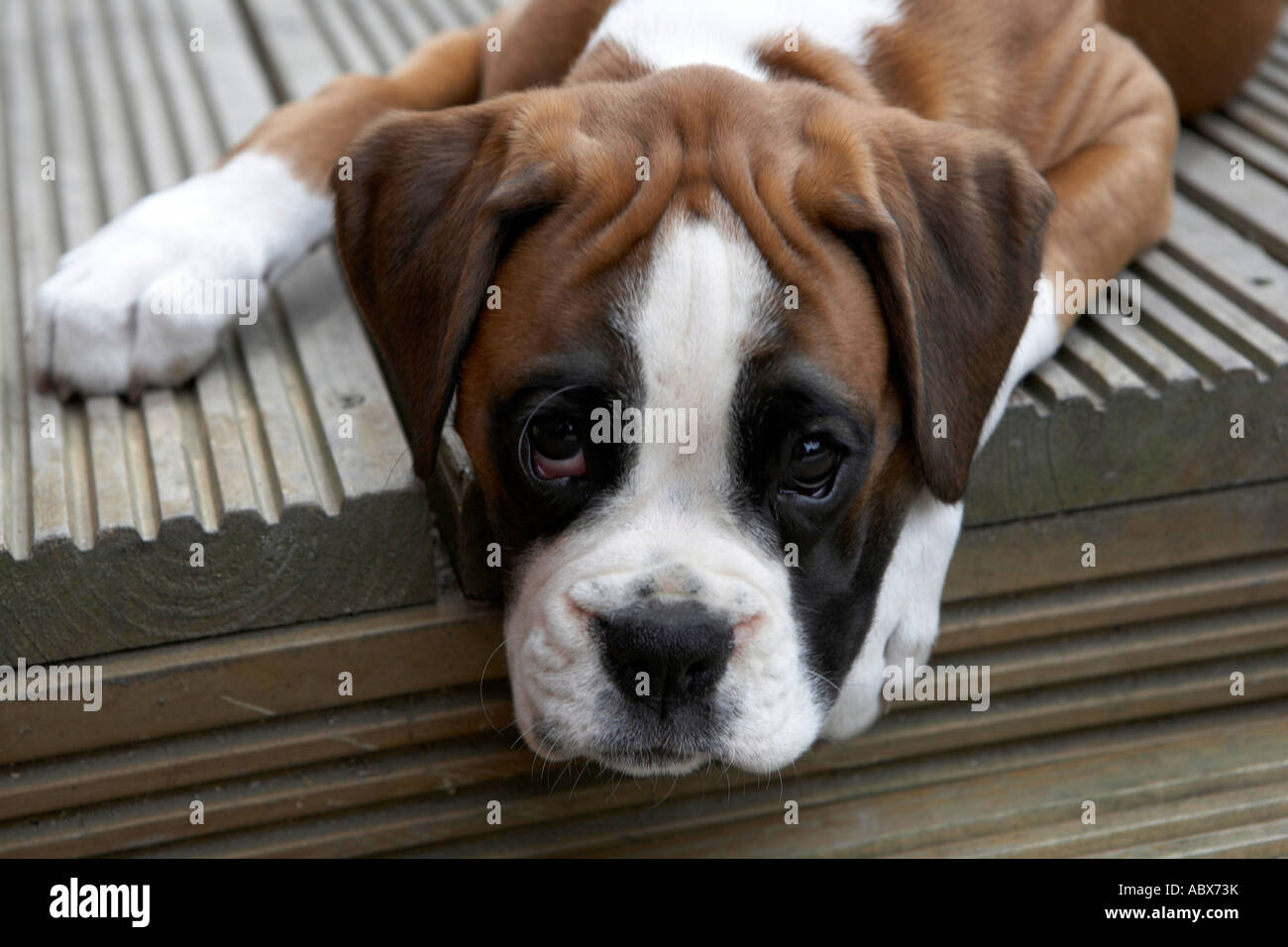 Boxer puppy female Stock Photo - Alamy