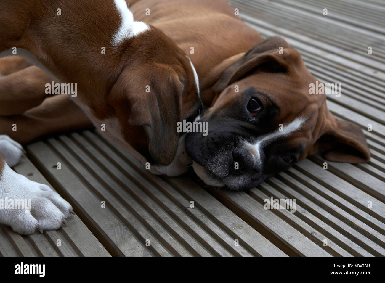 Cute Sleeping Boxer Dogs