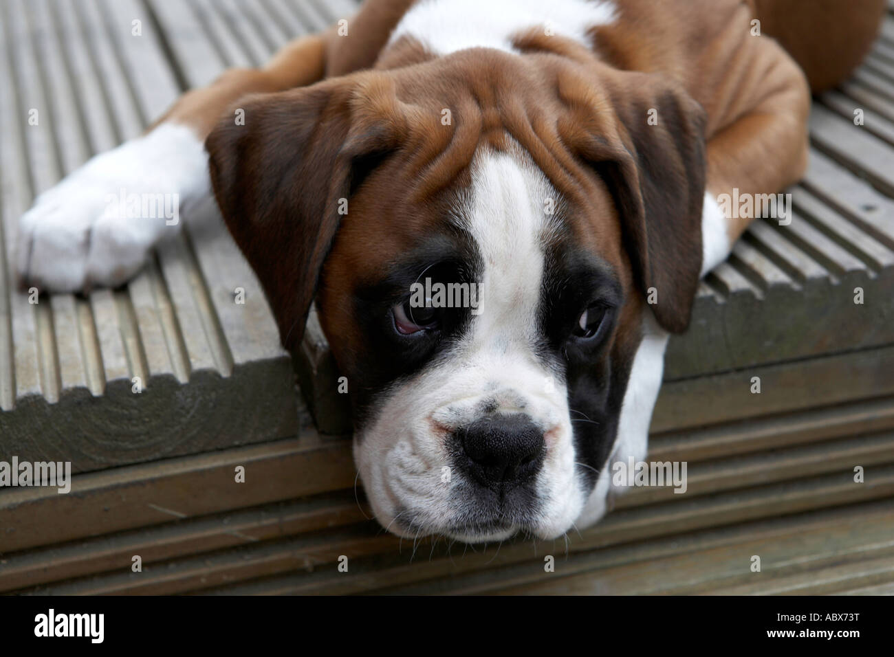 Female boxer dog puppy, England Stock Photo - Alamy