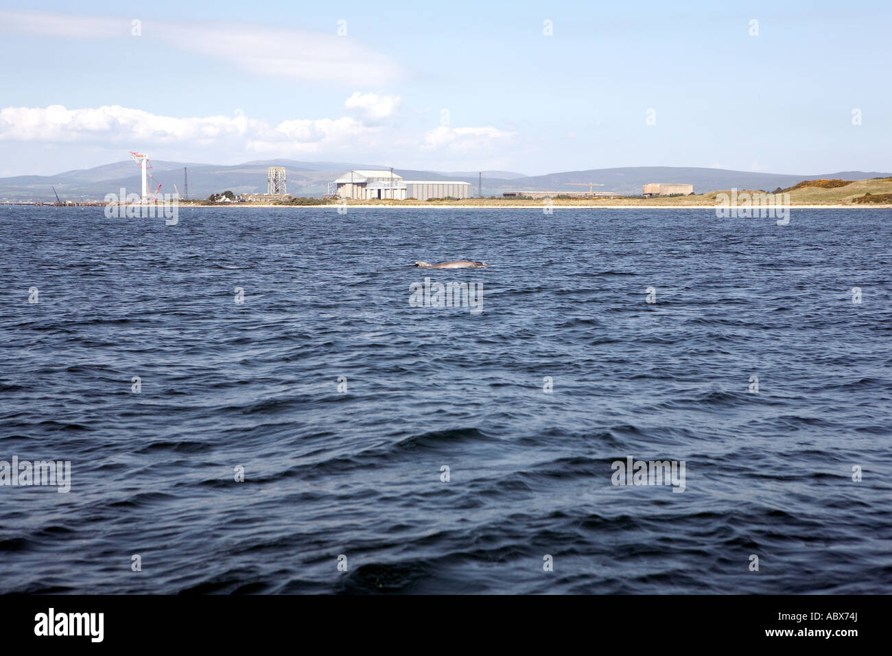 Windfarm and bottlenose dolphin, Moray Firth, Scotland Stock Photo - Alamy