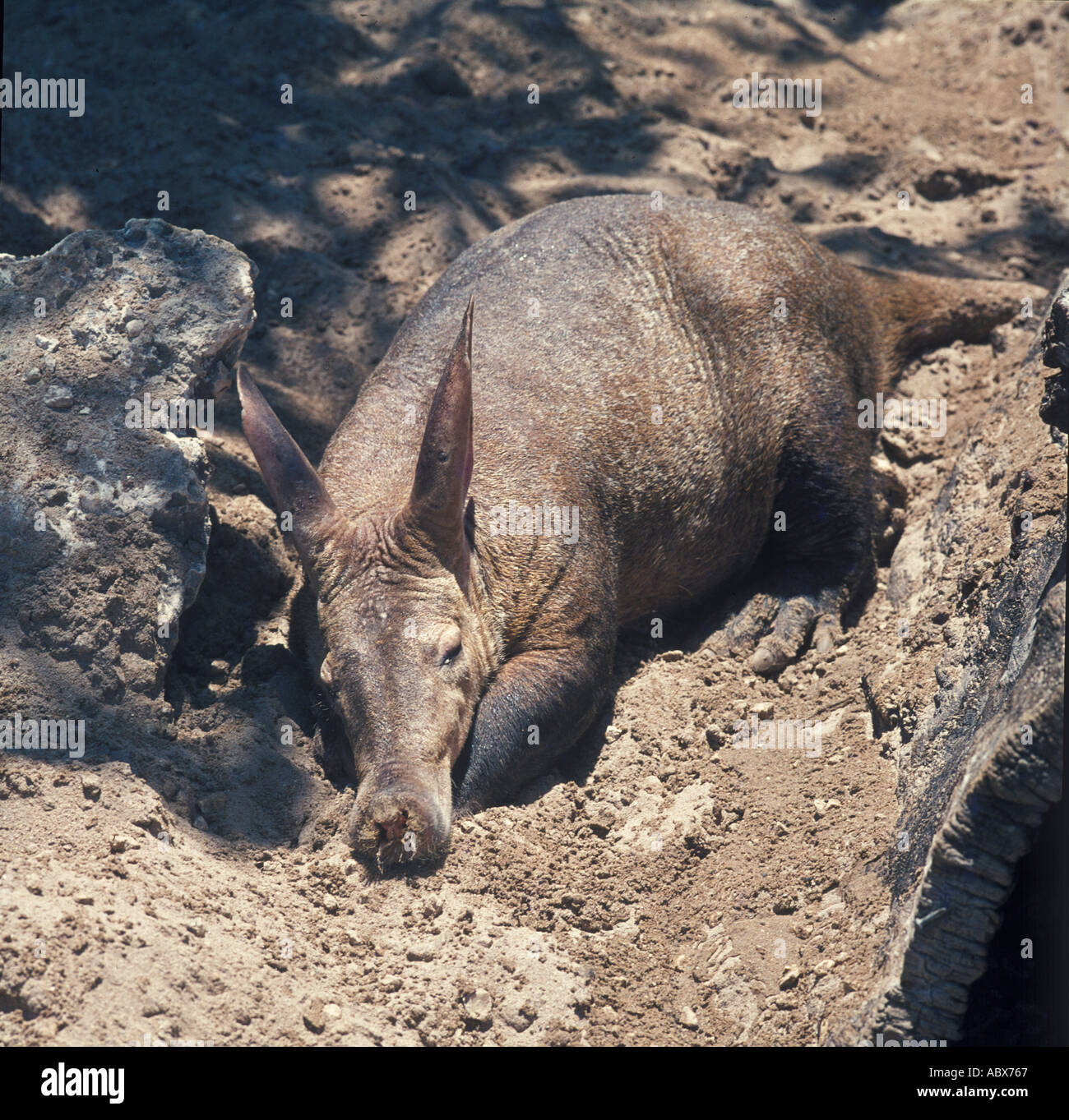 Mammal aardvark hi-res stock photography and images - Alamy