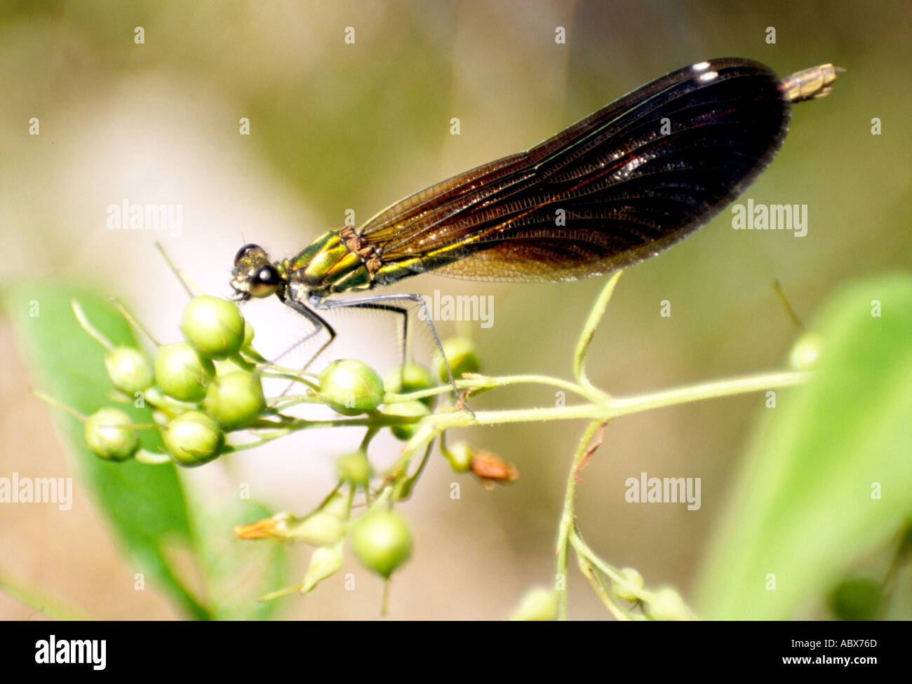dragonfly insect with long slender wings and a sticklike body ...