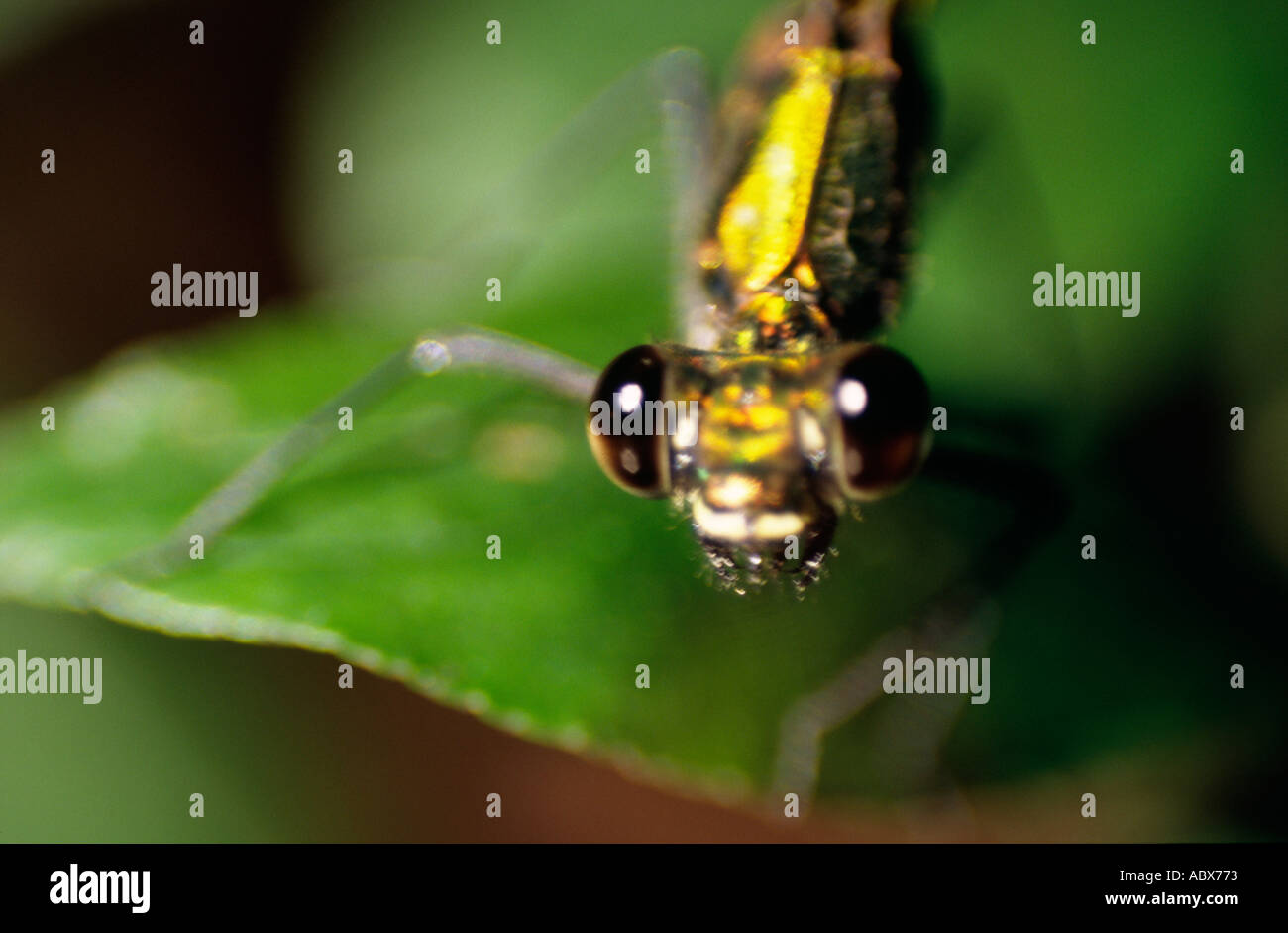 dragonfly insect with long slender wings and a sticklike body Stock ...