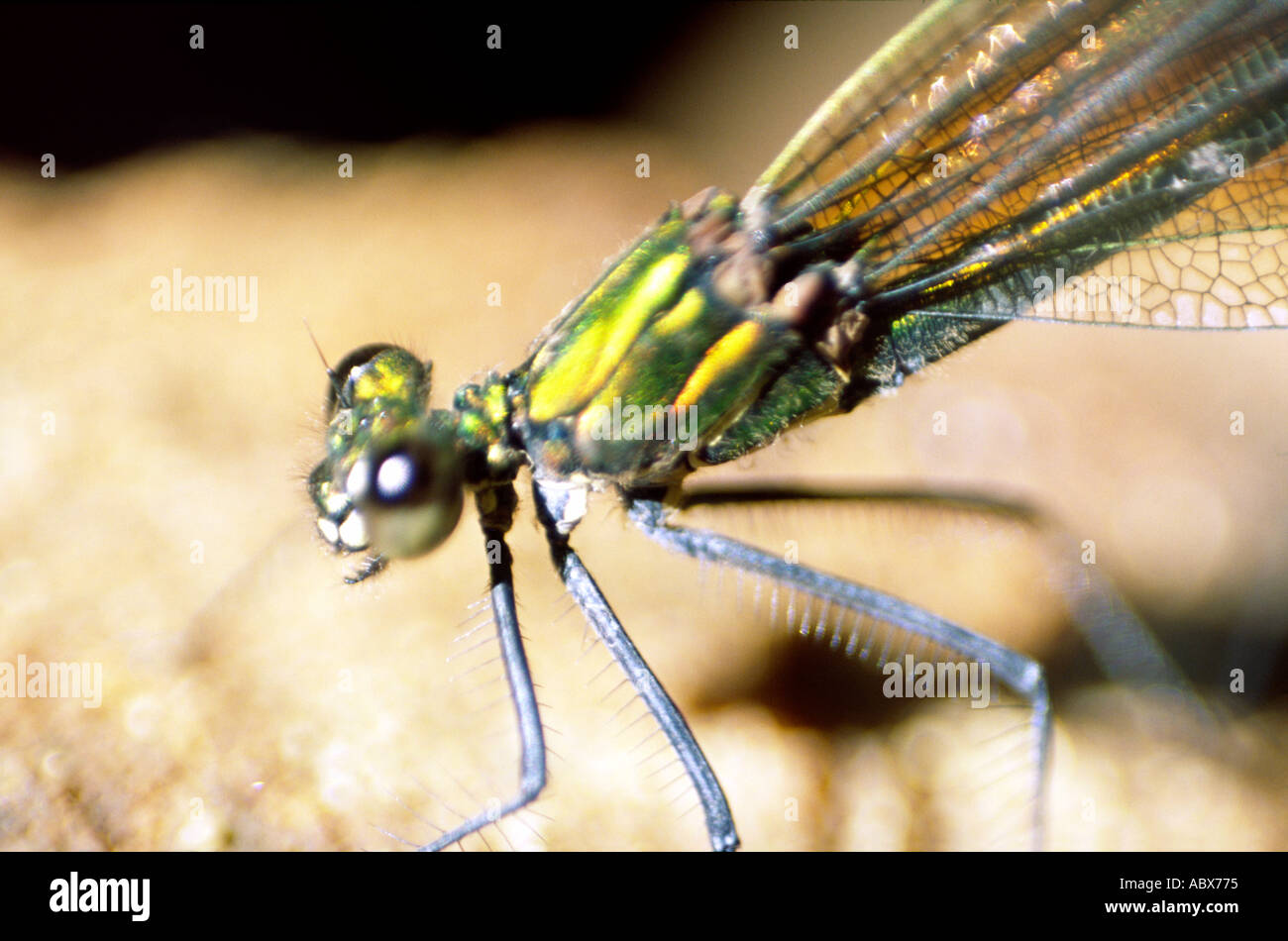 dragonfly insect with long slender wings and a sticklike body Stock ...