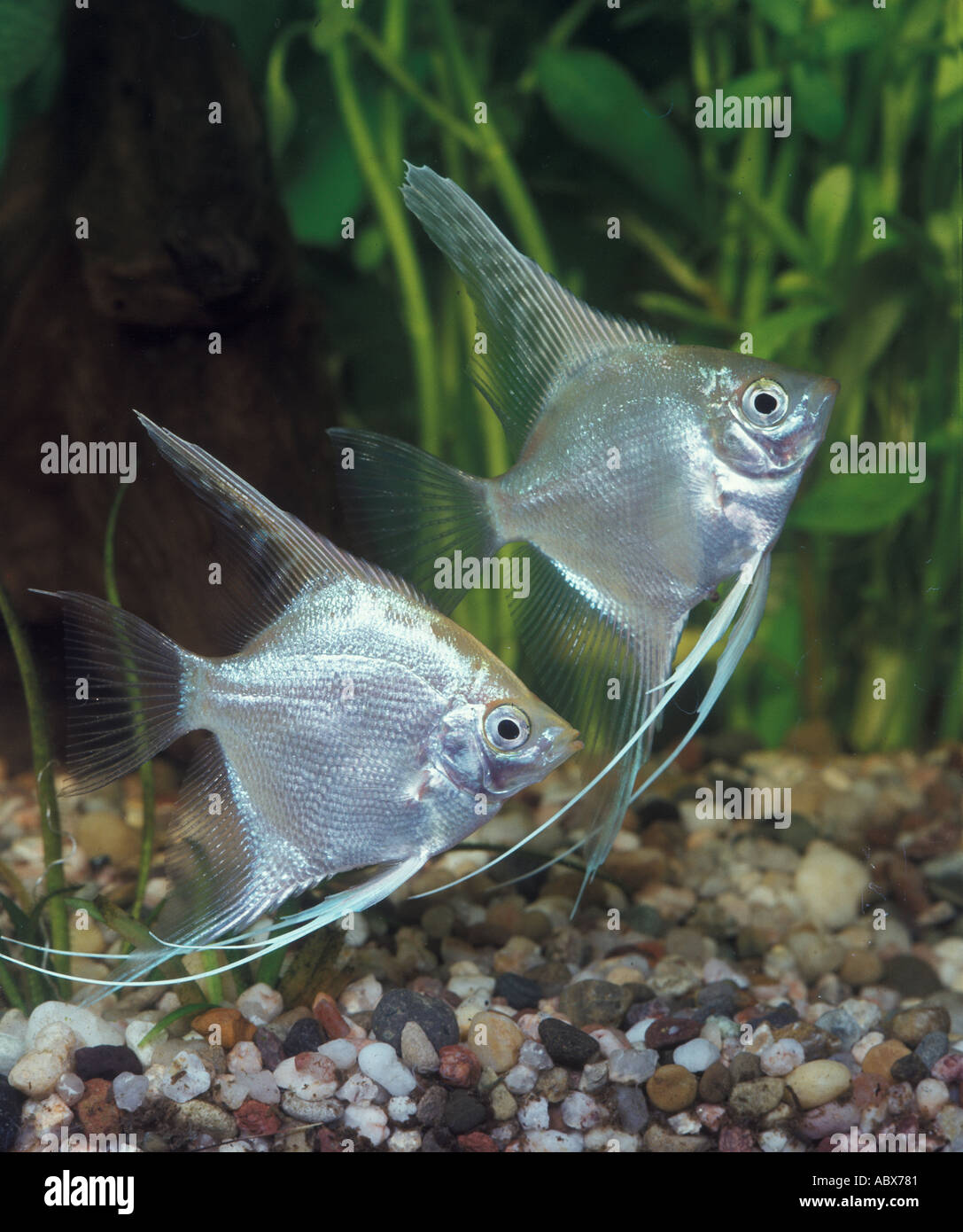 MARINE ANGELFISH Golden Stock Photo - Alamy