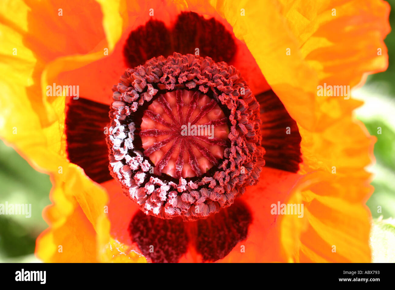 Flower with orange centre hi-res stock photography and images - Alamy