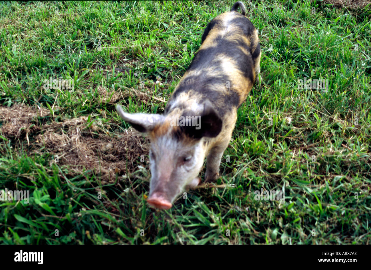 Uncastrated hi-res stock photography and images - Alamy