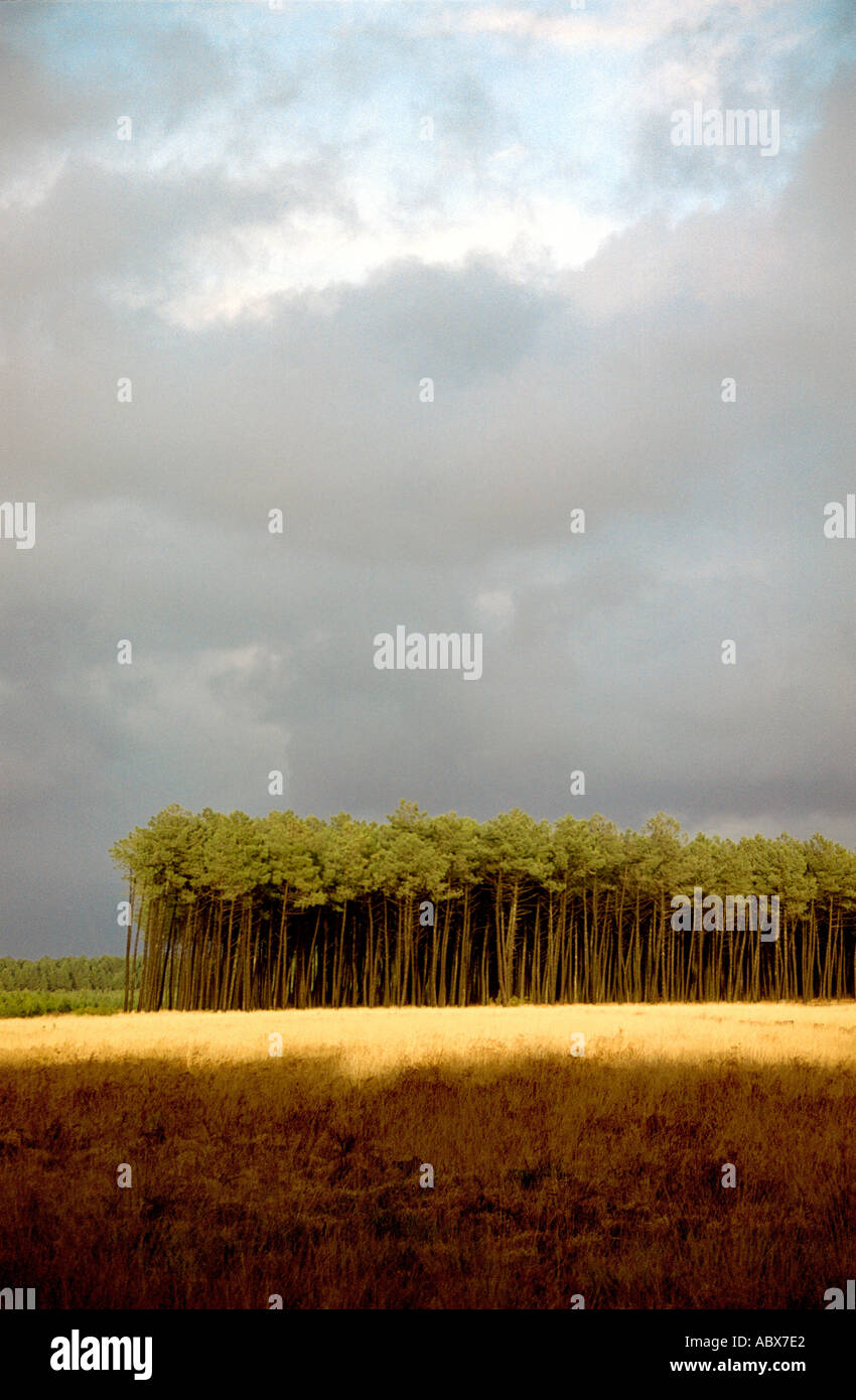 pine under strom Stock Photo - Alamy