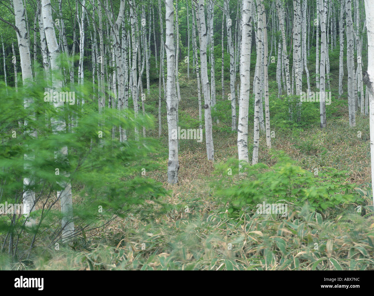 Siberian silver birch hi-res stock photography and images - Alamy