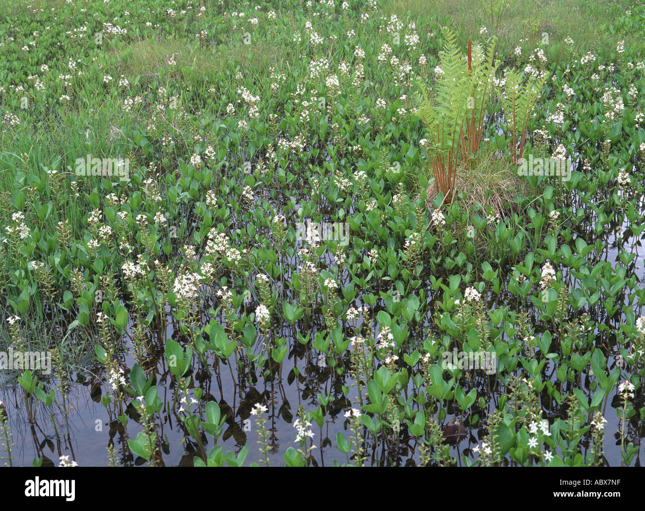 White flowers in marsh Stock Photo - Alamy