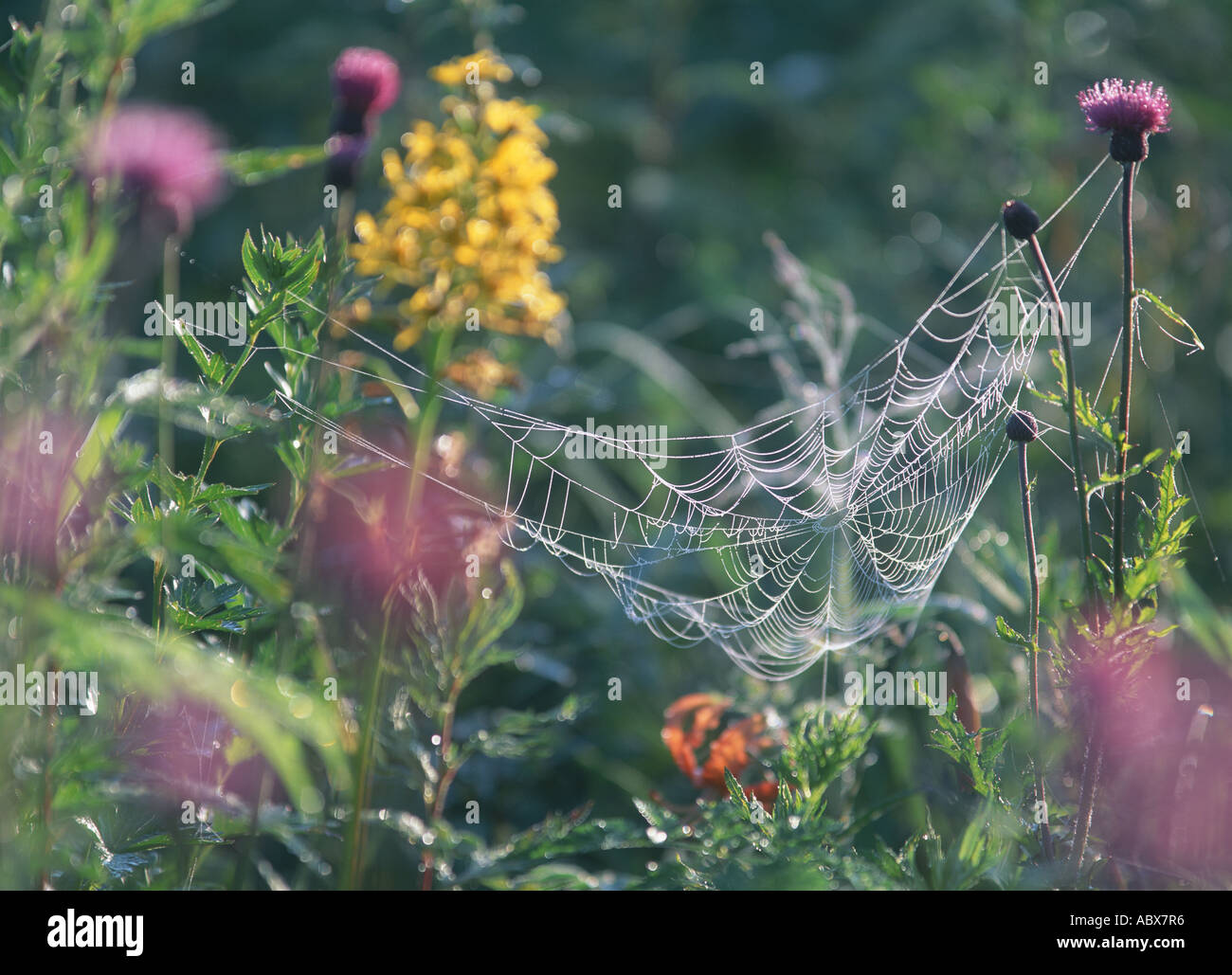 Spider web between plants Stock Photo - Alamy
