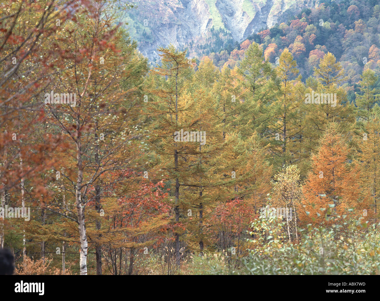 Japanese Larch forest Stock Photo - Alamy