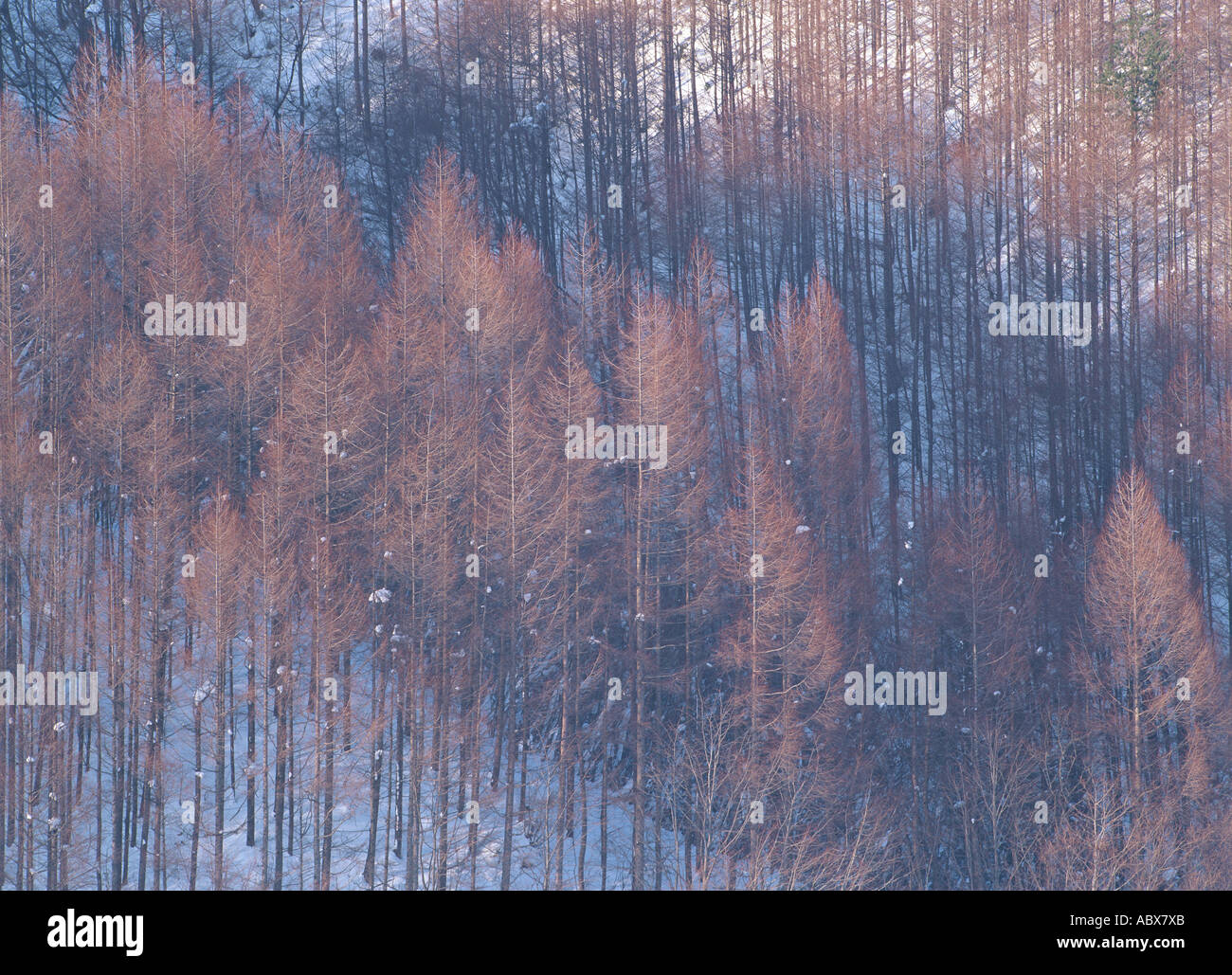 Japanese Larch forest Stock Photo - Alamy