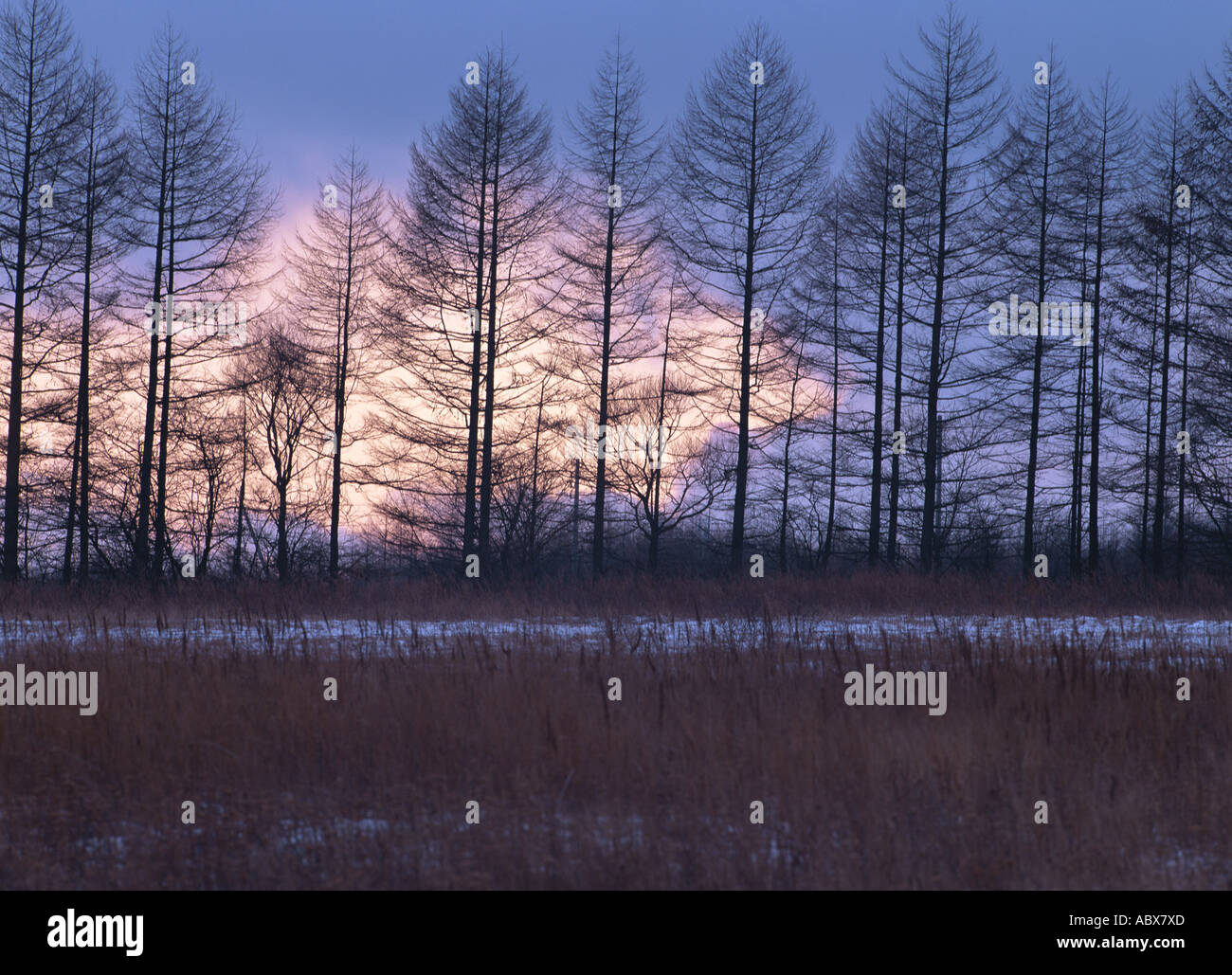 Japanese Larch forest Stock Photo - Alamy
