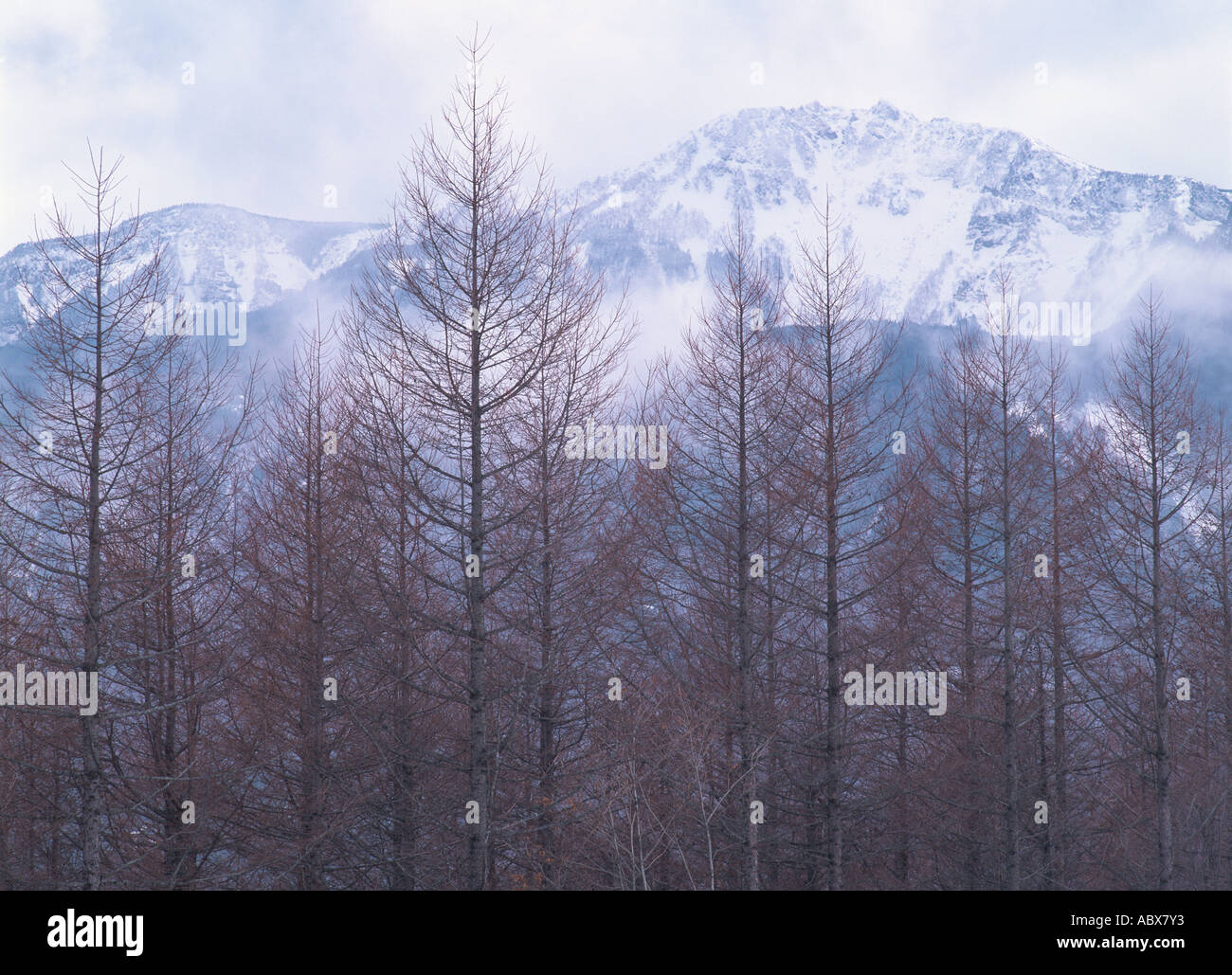 Japanese Larch forest Stock Photo - Alamy