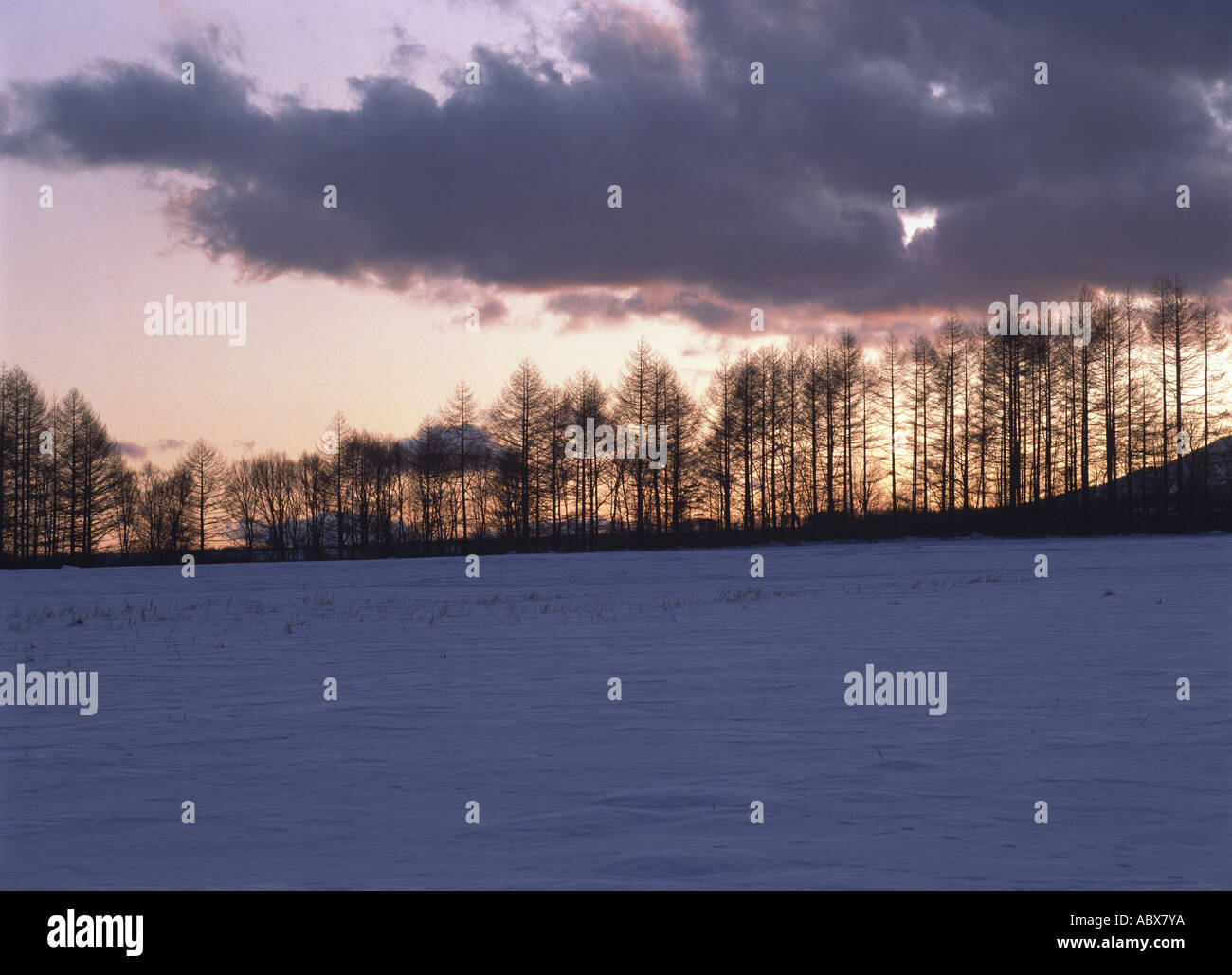Japanese Larch forest Stock Photo - Alamy