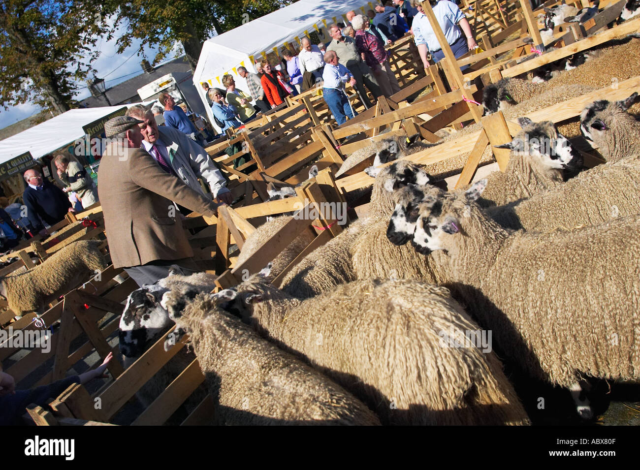 Show sheep farmers hi-res stock photography and images - Alamy