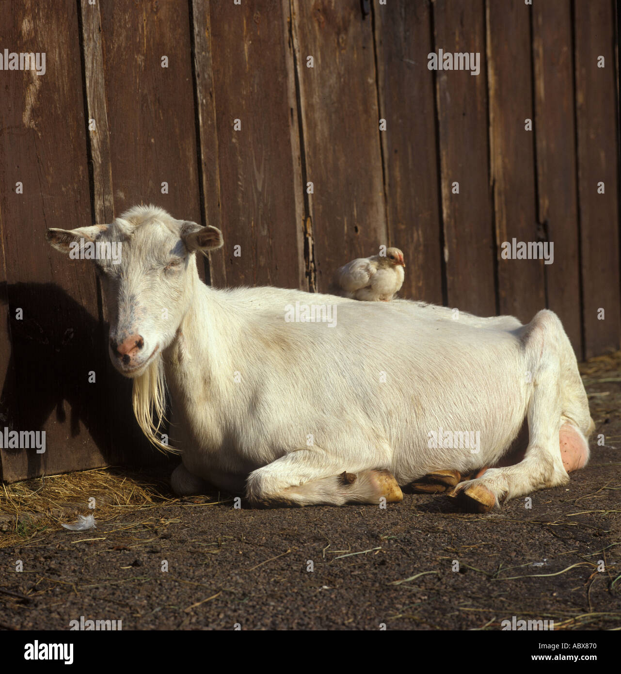 MAMMAL MIXED SPECIES Stock Photo - Alamy