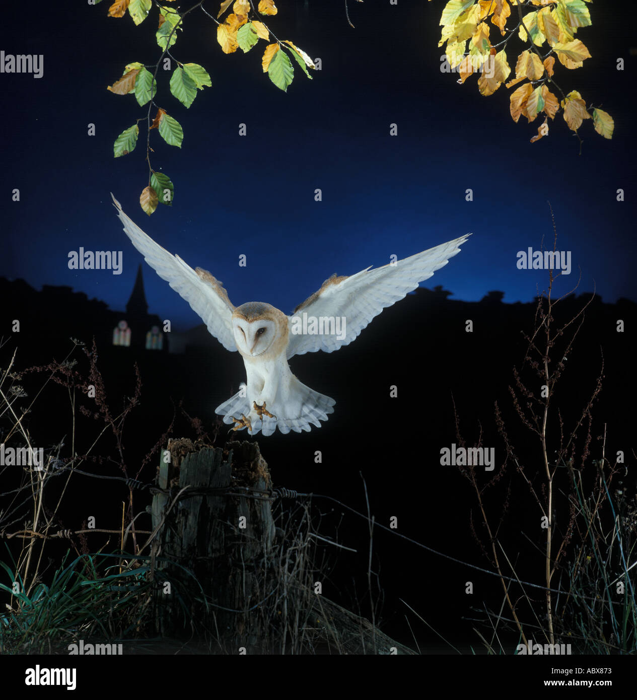 BIRD OWL Barn Stock Photo - Alamy