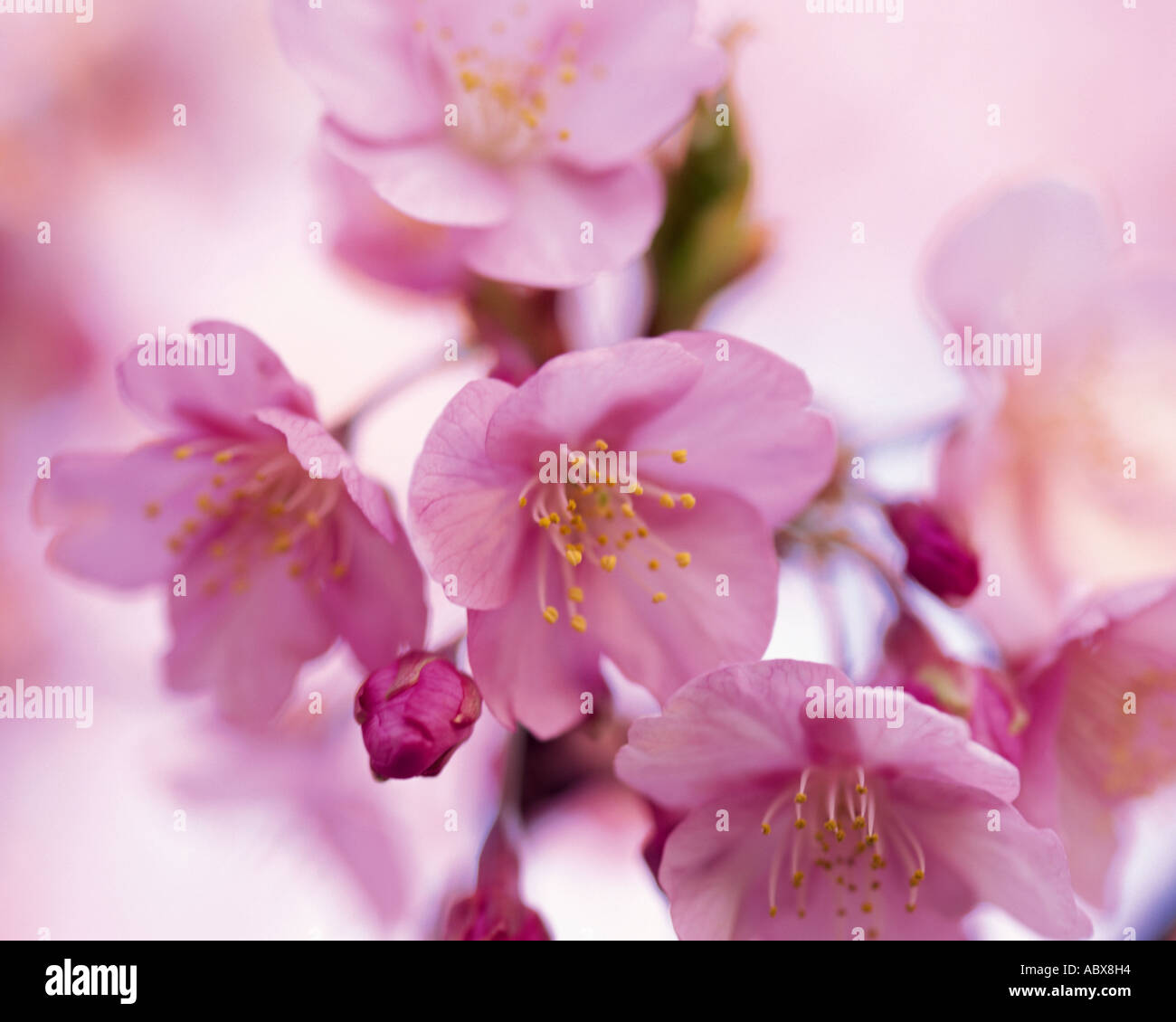 The flower of a cherry tree hi-res stock photography and images - Alamy