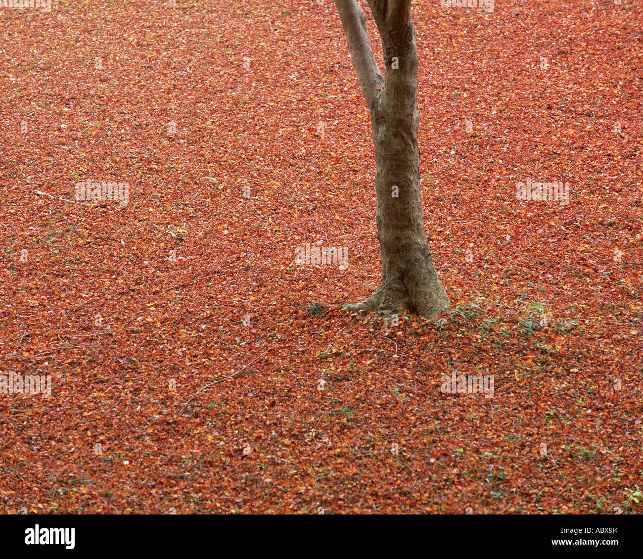 Red ground hi-res stock photography and images - Alamy