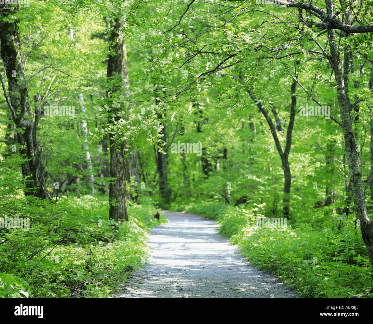 Spring walkway hi-res stock photography and images - Alamy