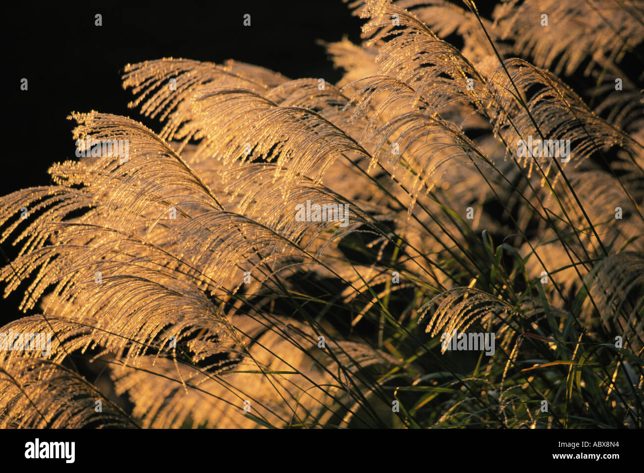 Silver breeze hi-res stock photography and images - Alamy