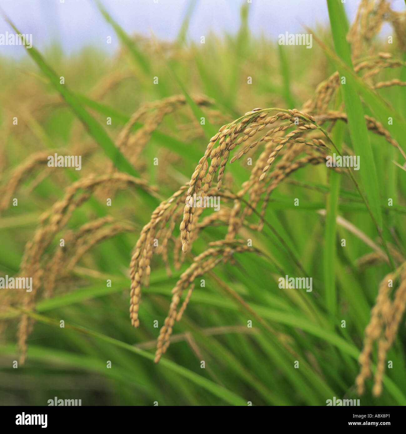 Front view of ear of rice in paddy field Stock Photo - Alamy