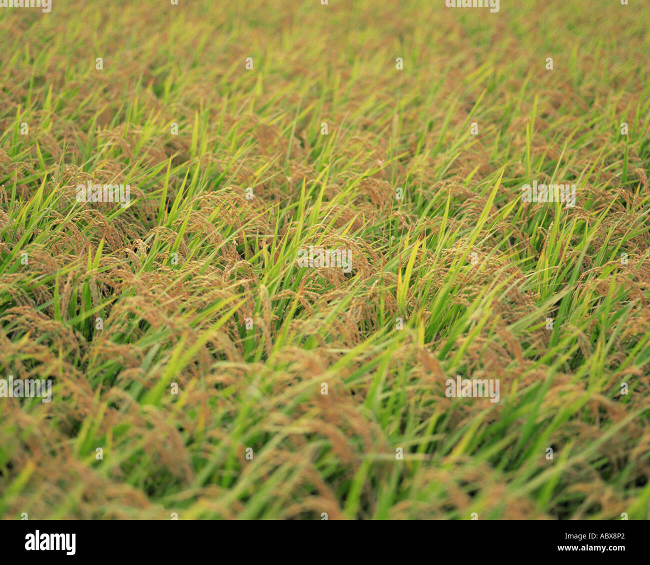 Front view of the ear of rice in the paddy field Stock Photo - Alamy