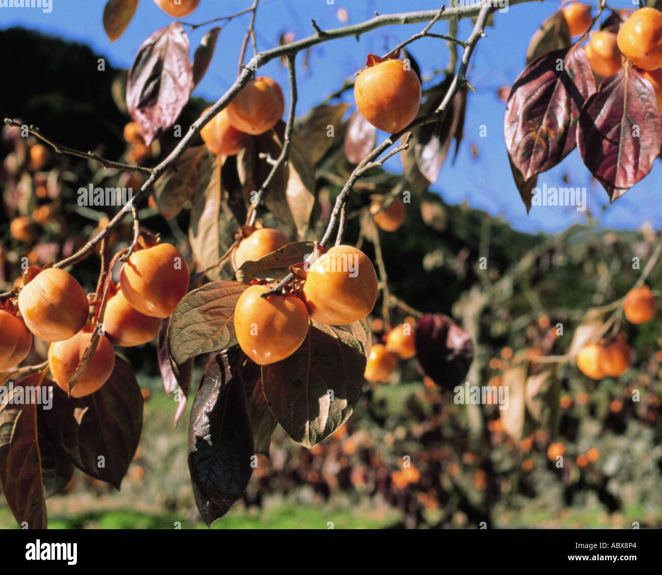 Persimmon stem hi-res stock photography and images - Alamy