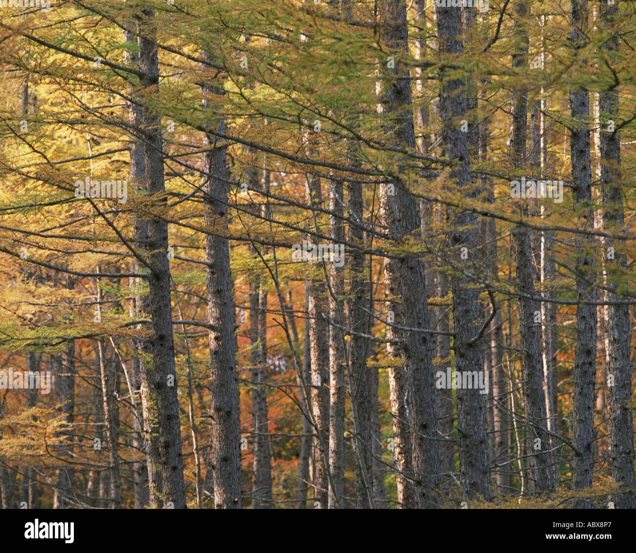 Dense cluster of tall trees hi-res stock photography and images - Alamy