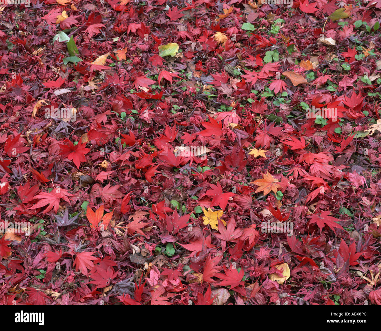 Dispersed leaves hi-res stock photography and images - Alamy