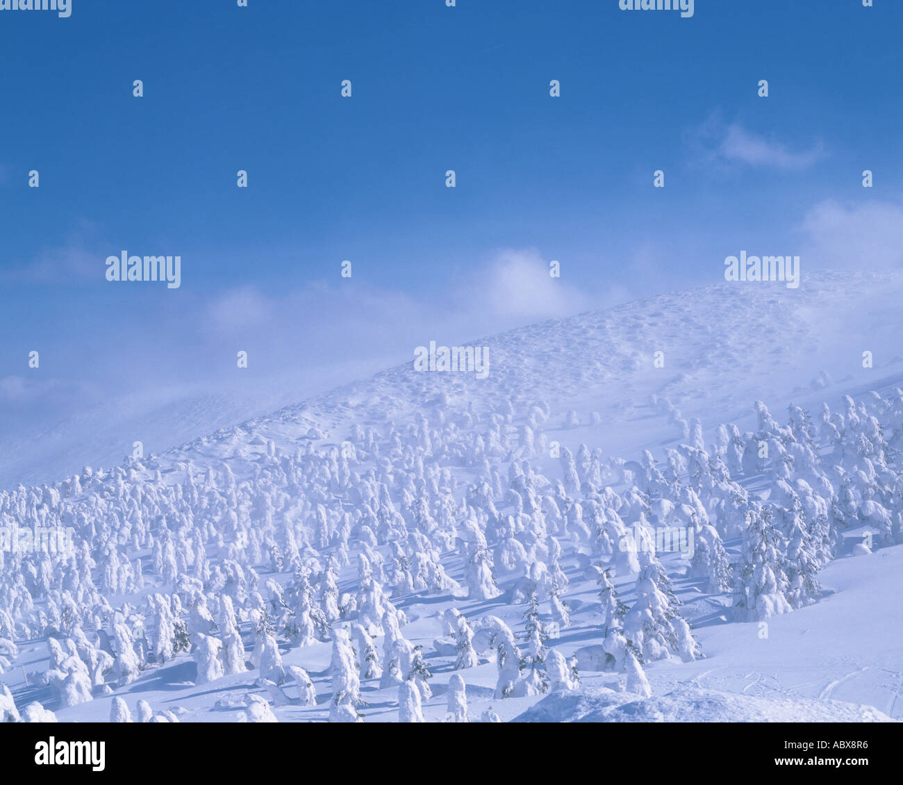 Snow covered trees Japan Stock Photo - Alamy