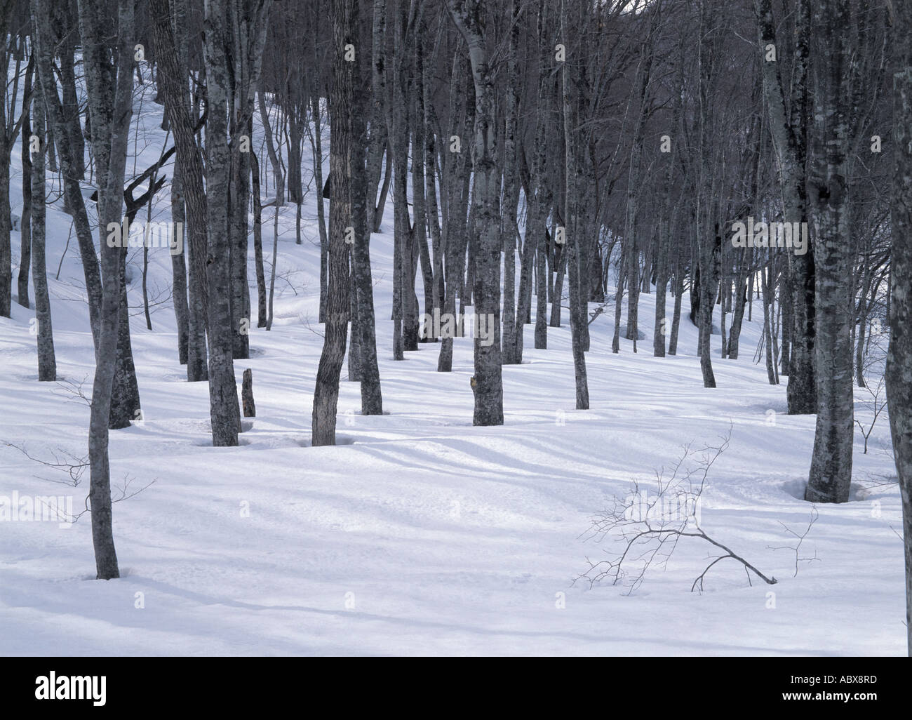 Snow mounted forest Japan Stock Photo - Alamy