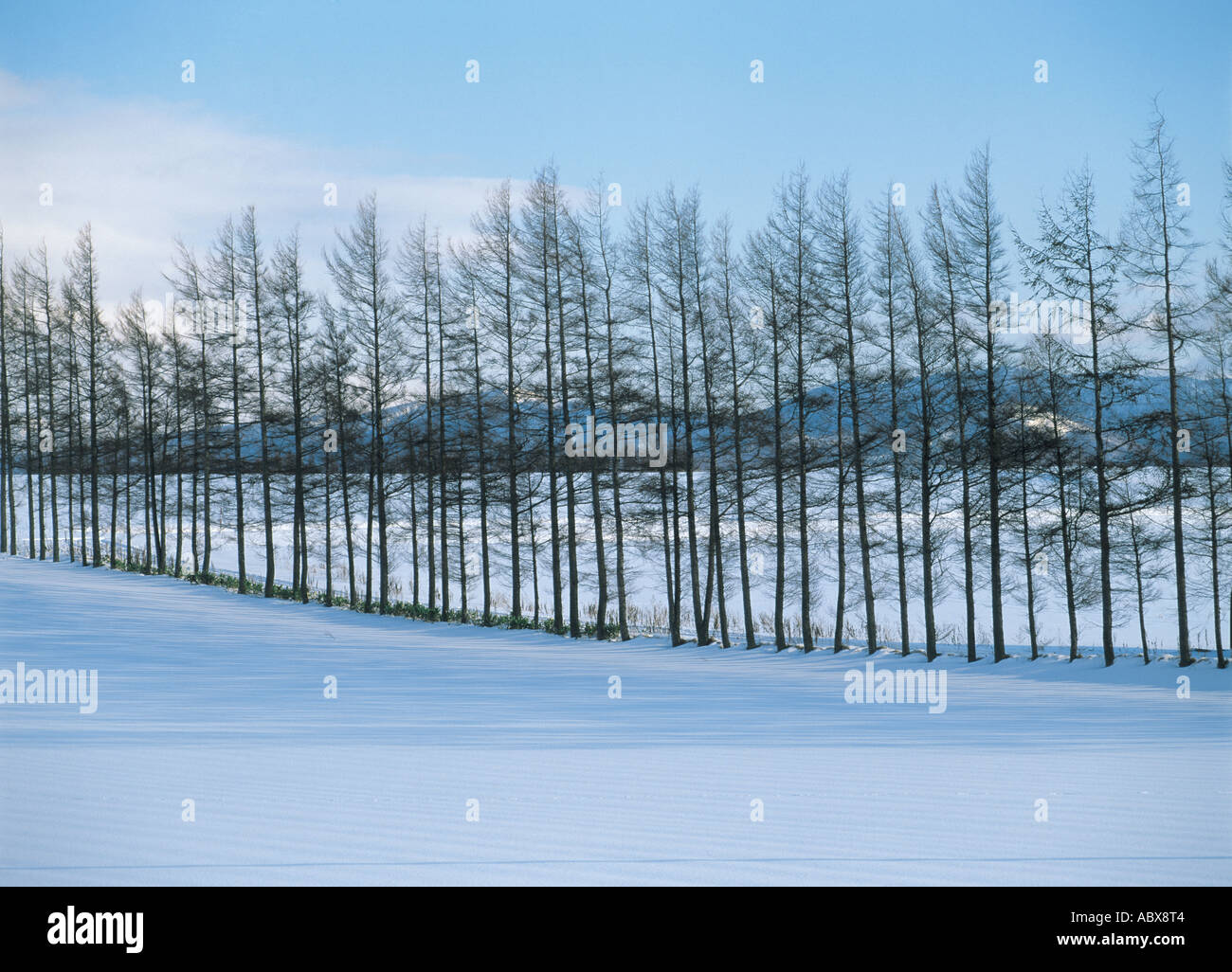 Tall tree in a line hi-res stock photography and images - Alamy