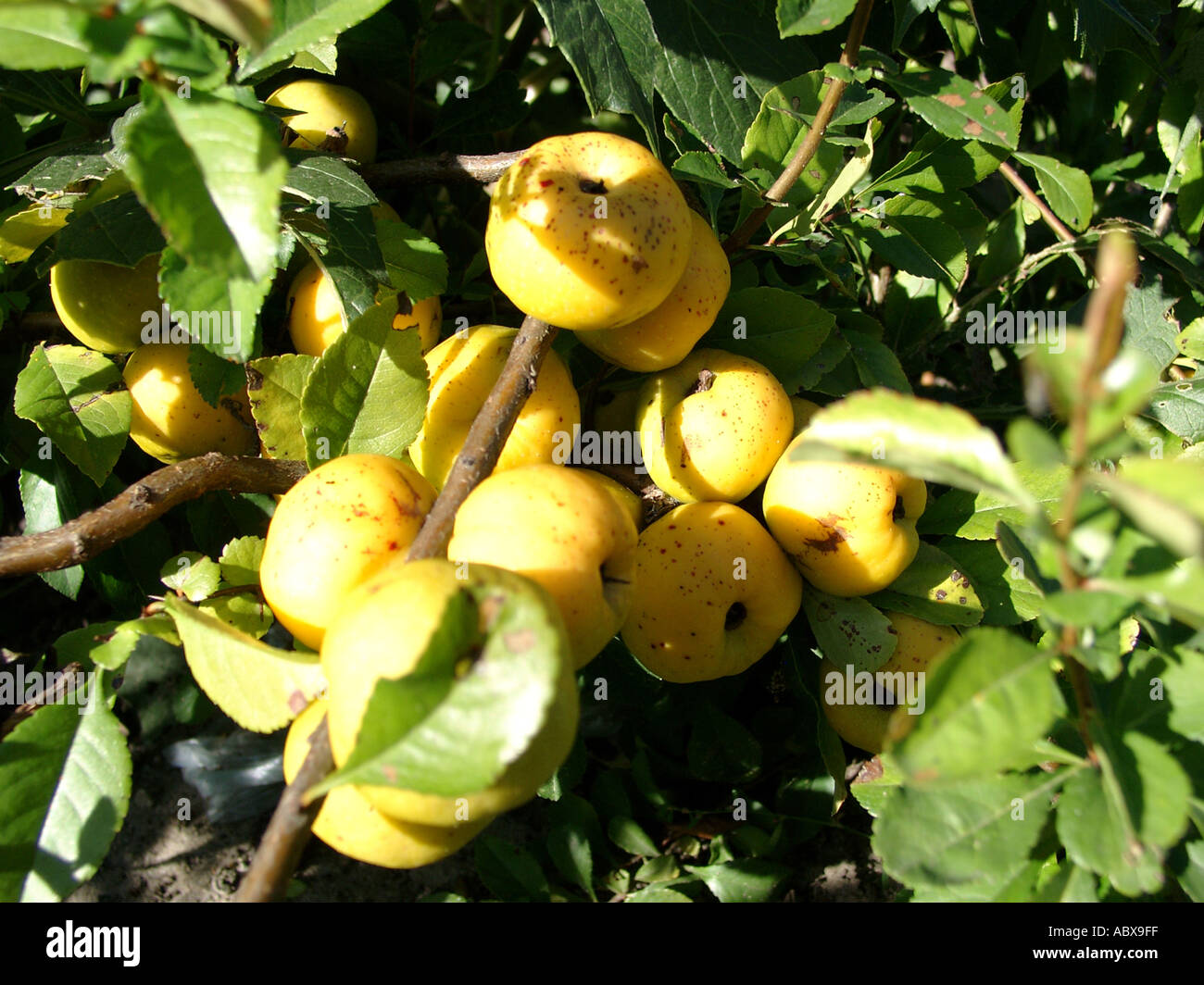 Quince fruits Cydonia oblonga Stock Photo - Alamy