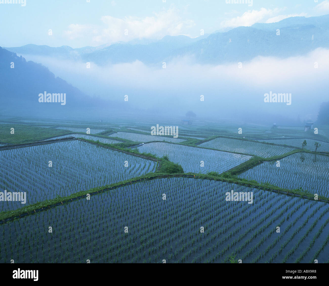 Rice paddy in Otari Village Nagano Japan Stock Photo - Alamy