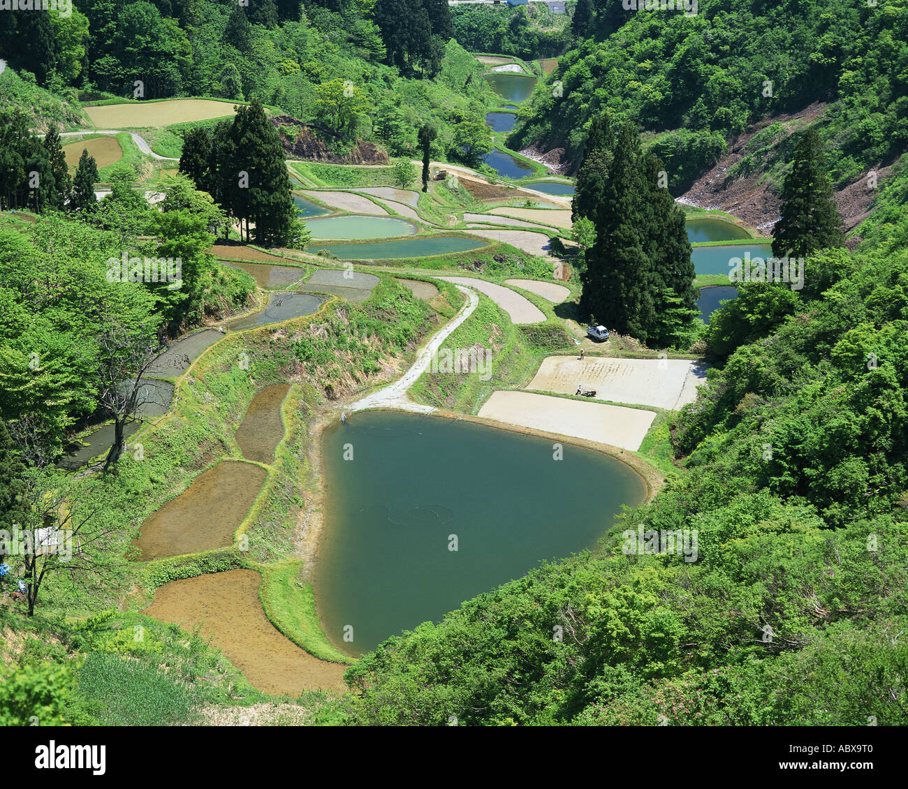 Rice paddy in Yamakoshi Nagaoka Niigata Japan Stock Photo - Alamy