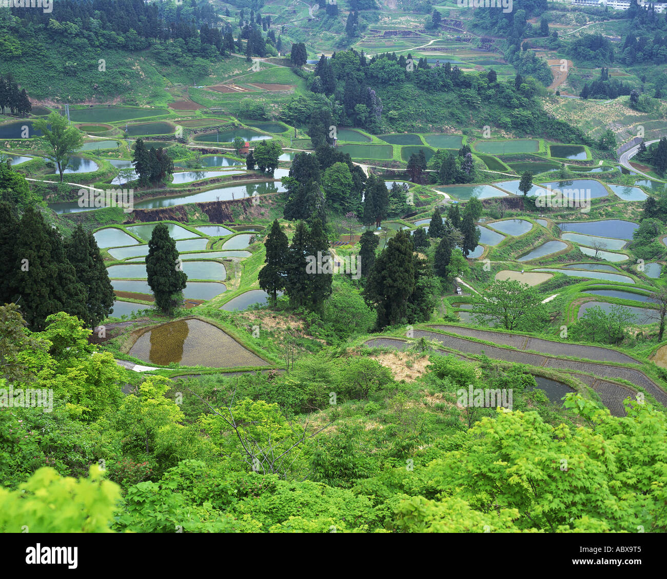 Rice paddy in yamakoshi nagaoka hi-res stock photography and images - Alamy