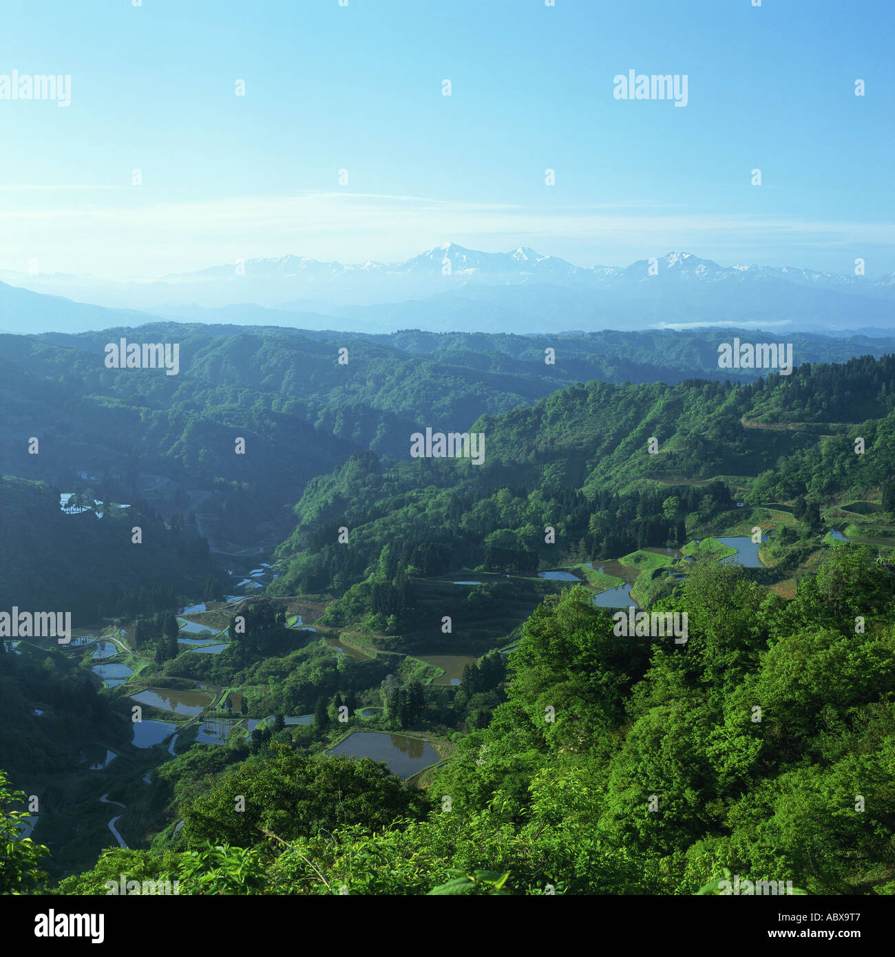 Rice paddy in Yamakoshi Nagaoka Niigata Japan Stock Photo - Alamy