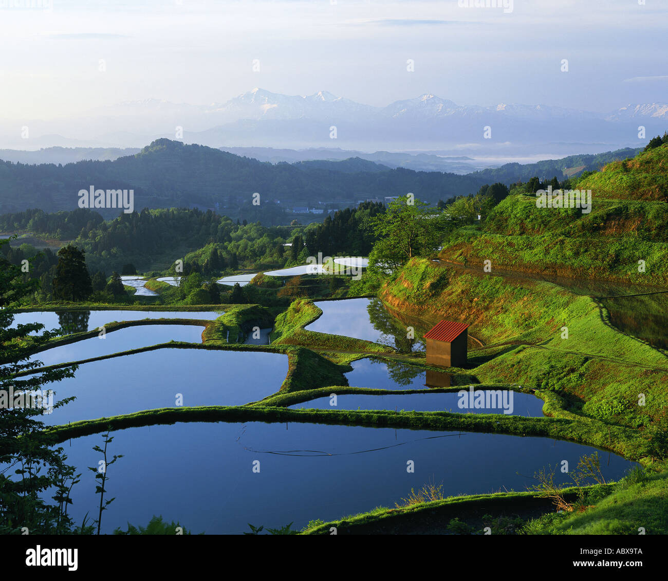 Rice paddy in Yamakoshi Nagaoka Niigata Japan Stock Photo - Alamy