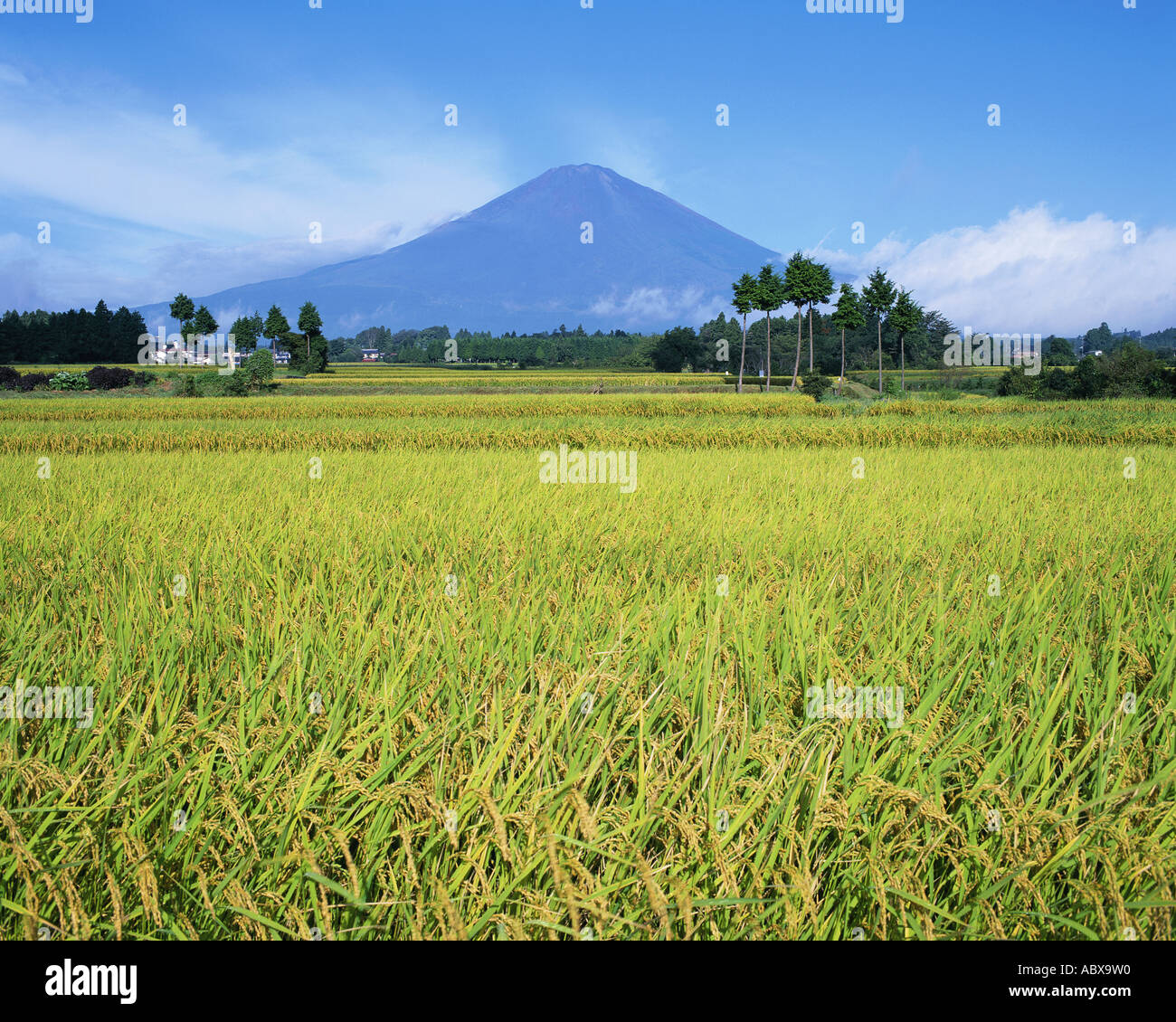 Fuji Rice Field Japan