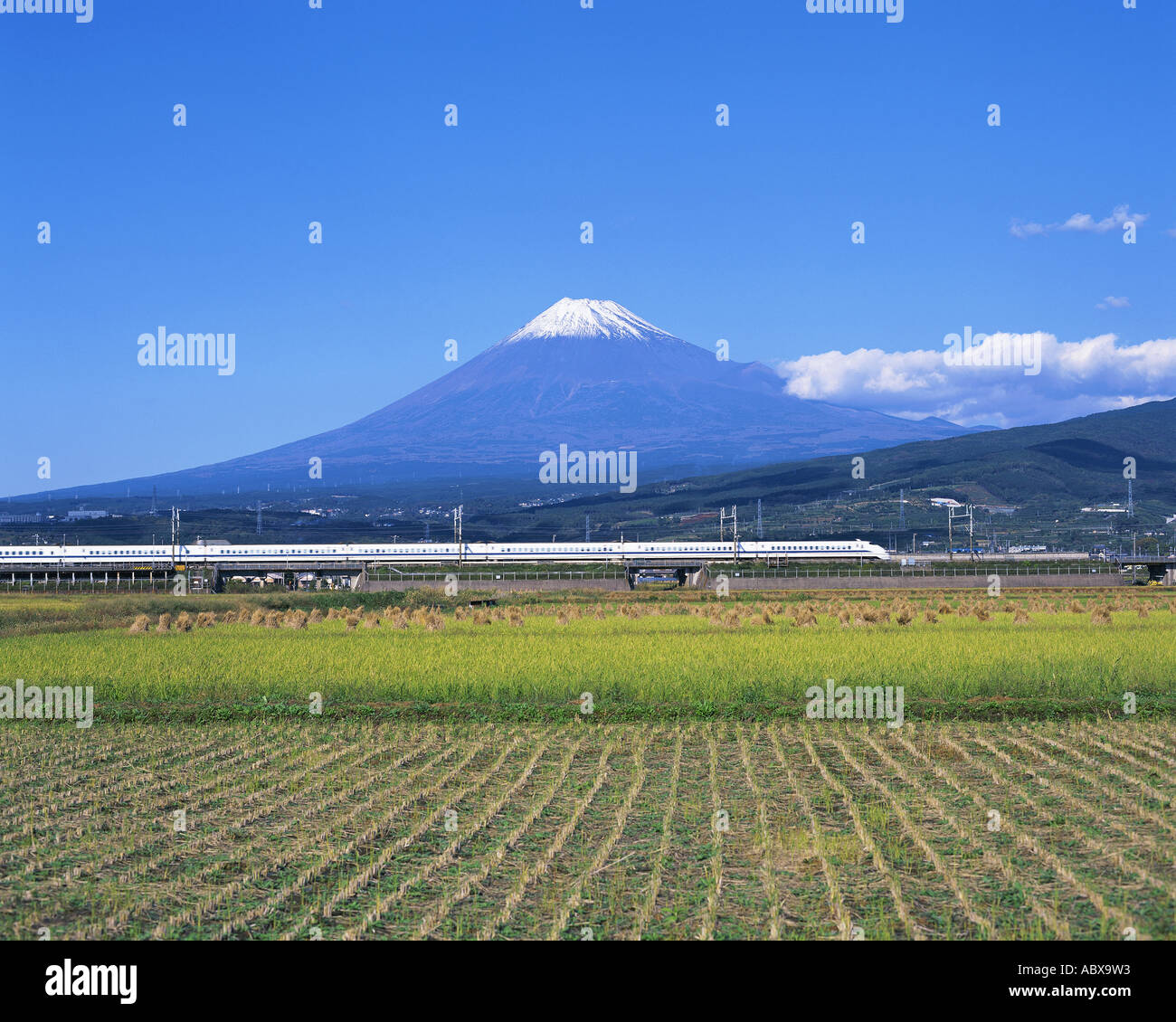 Rice field in front of Mt Fuji Shizuoka Japan Stock Photo - Alamy