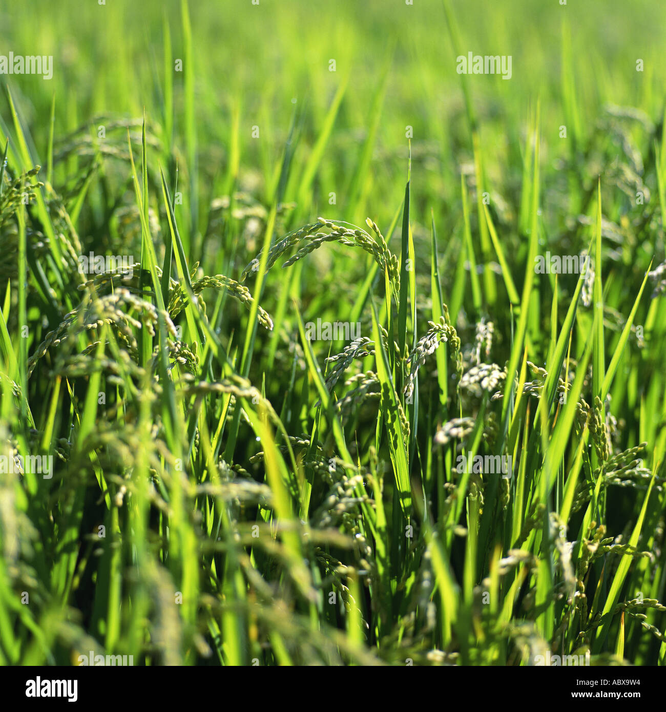 Rice close up Stock Photo - Alamy