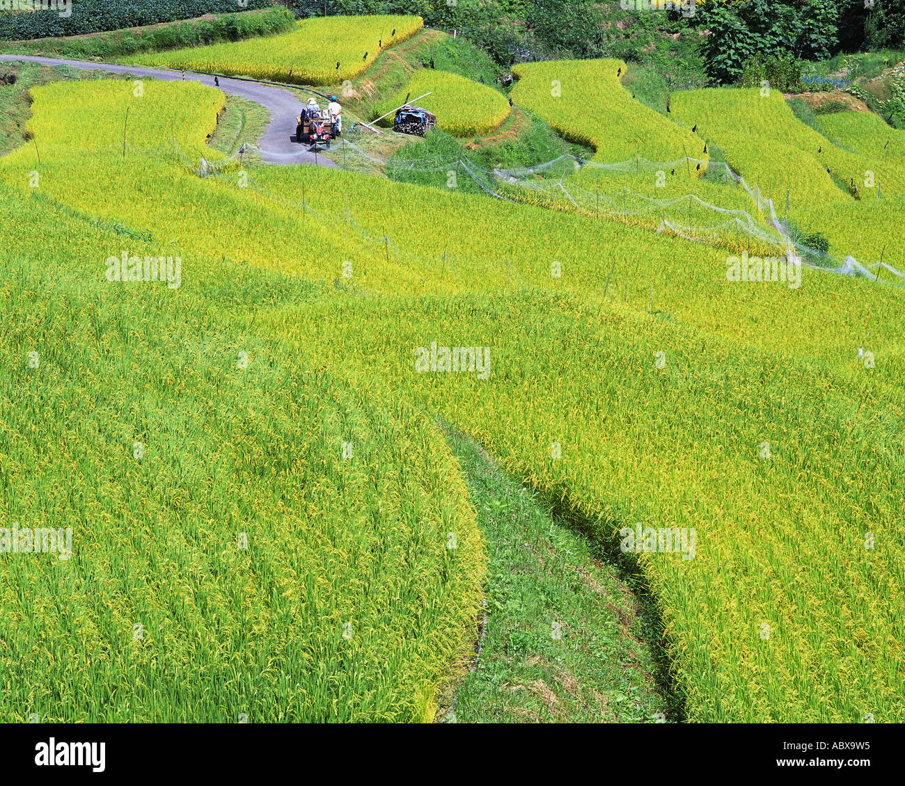 Rice paddy in Niigata Japan Stock Photo - Alamy
